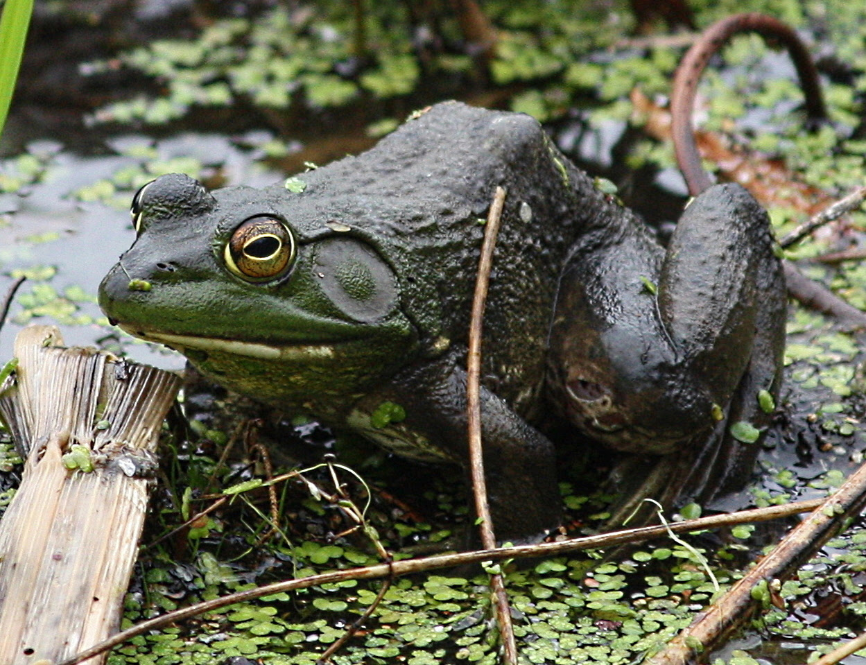 American Bullfrog – Yolo Basin Foundation