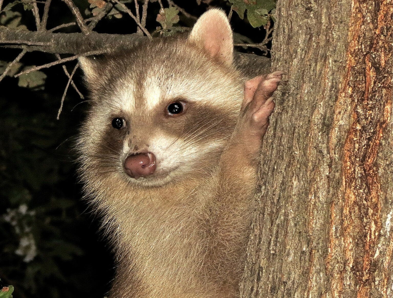A Lizard’s Third Eye – Yolo Basin Foundation
