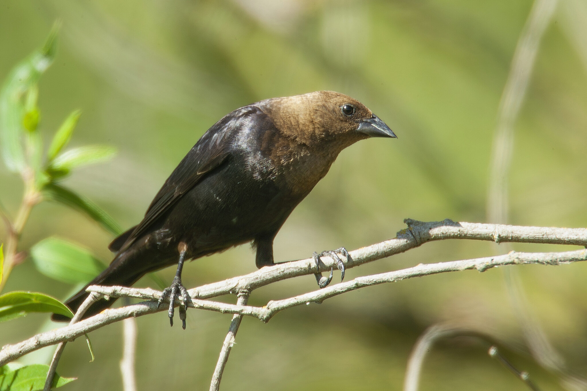 A Lizard’s Third Eye – Yolo Basin Foundation